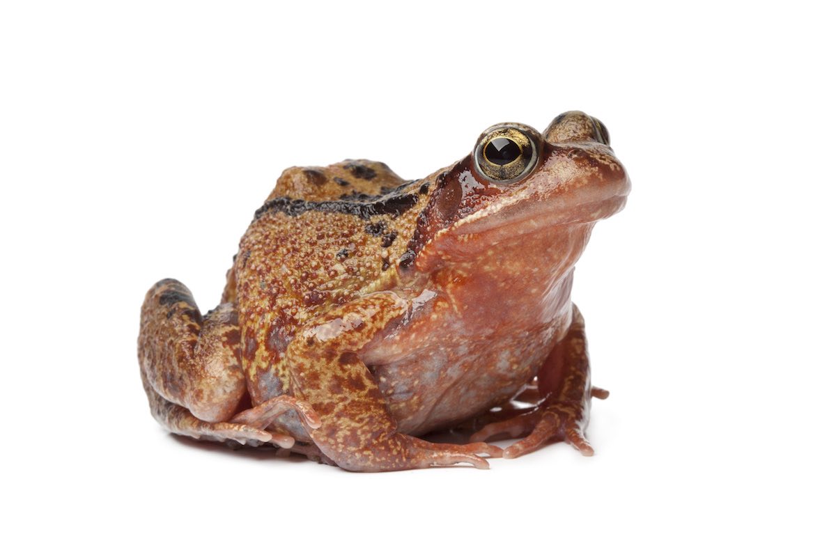 Comer Um Sapo – Ideias e Desafios — Revista Semanal sobre Vendas ...